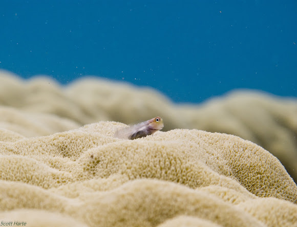 Great Barrier Reef Blenny | Project Noah