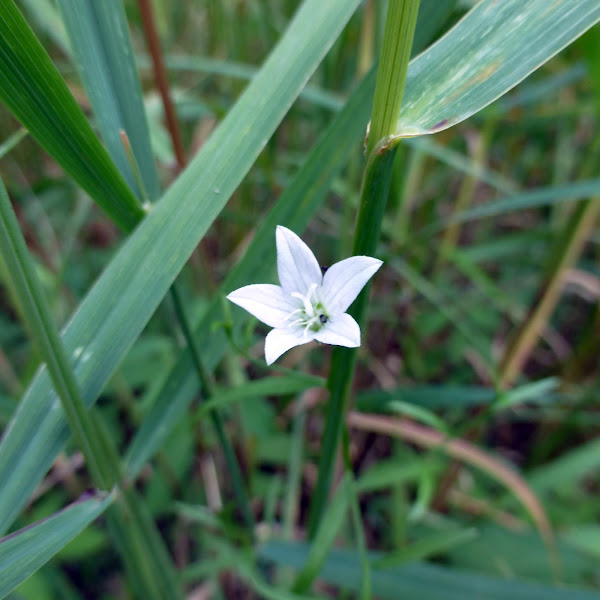 Marsh Bellflower | Project Noah