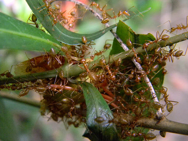 weaver ants | Project Noah