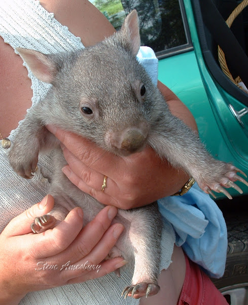Common Wombat | Project Noah