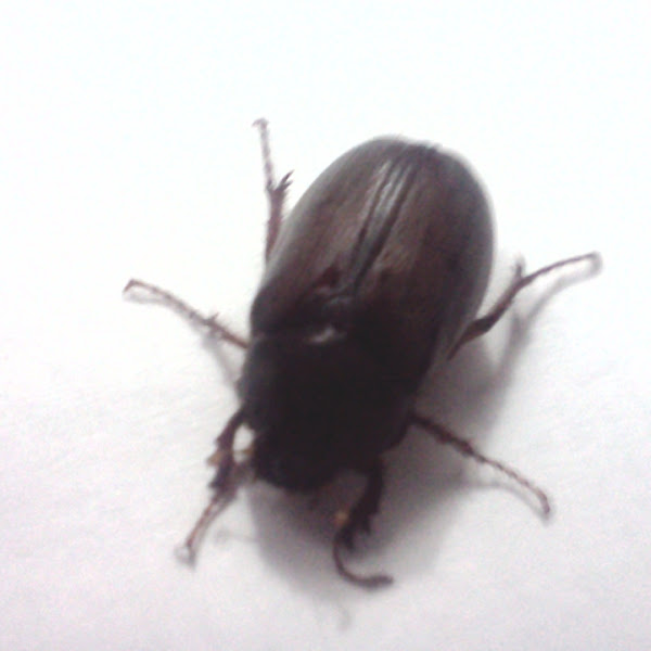 June bug | Project Noah