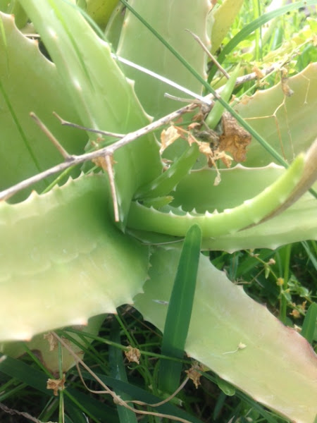 True Aloe, Barbados Aloe, Burn Aloe | Project Noah