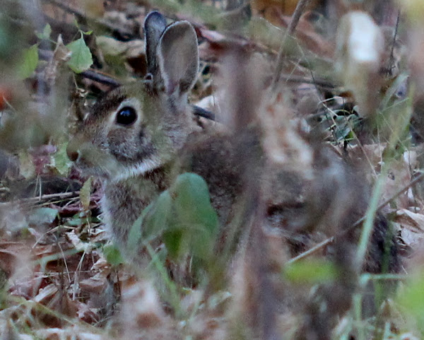 Rabbit | Project Noah
