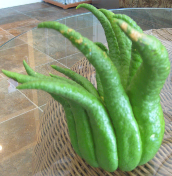 Buddha's Hand Fruit | Project Noah