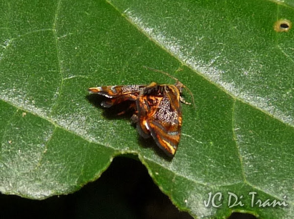 Metalmark Moth | Project Noah