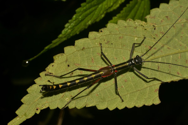 Black-and-Red Stick Insect, Phasmid | Project Noah