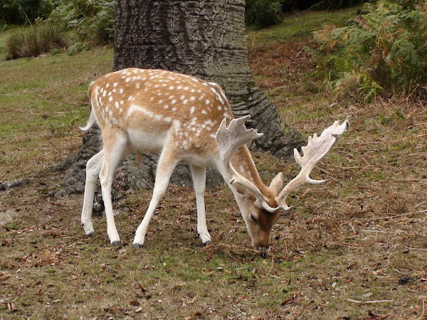 Fallow Deer | Project Noah