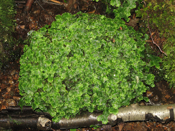 Thallose Liverwort | Project Noah