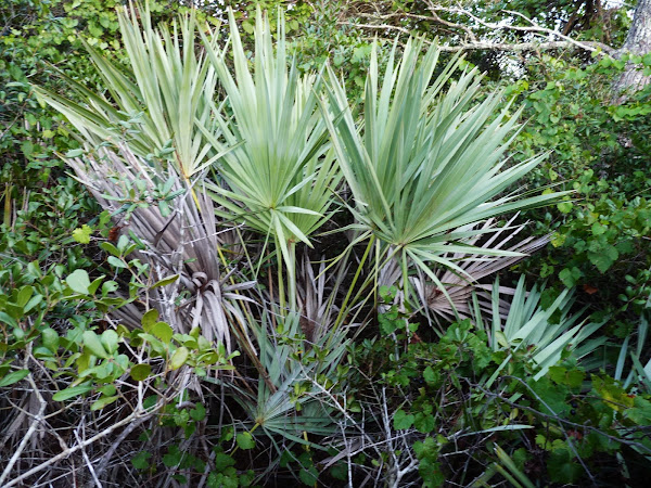 Silver Saw Palmetto | Project Noah