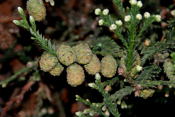 Redwood cone | Project Noah