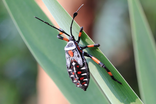 Giant mesquite bug | Project Noah