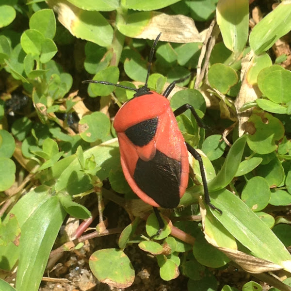 Red Pumpkin Bug | Project Noah