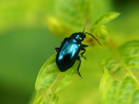 Blue Mint Beetle | Project Noah