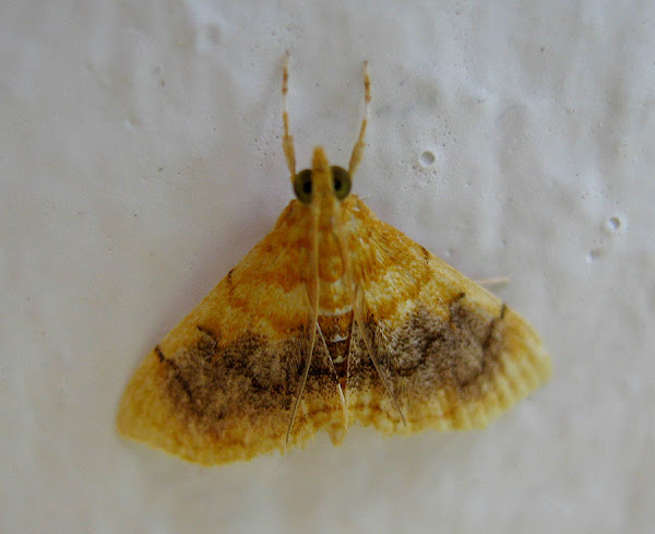 Orange moth | Project Noah