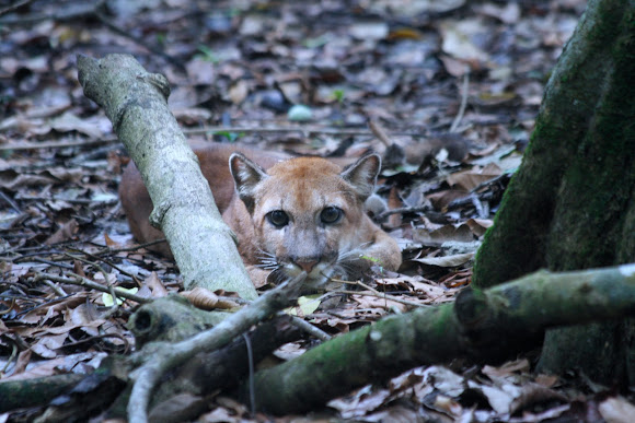 Costa Rican cougar | Project Noah