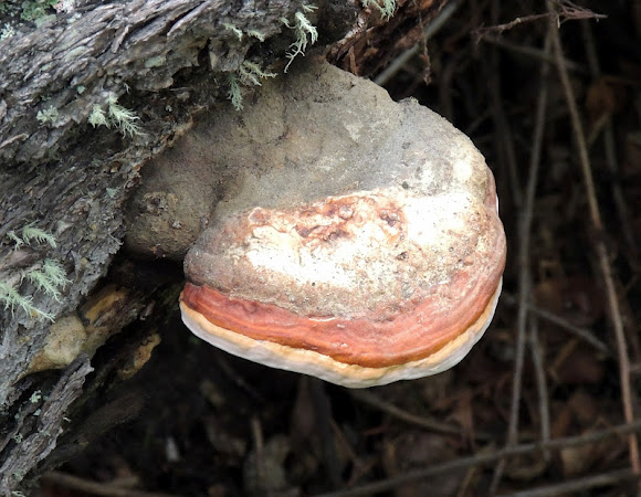 Red-belted Polypore | Project Noah