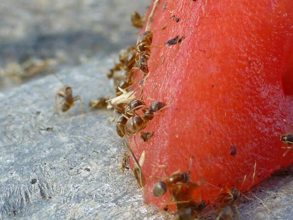 Formica sp. | Project Noah