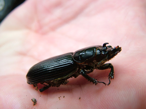 Bess Beetle | Project Noah