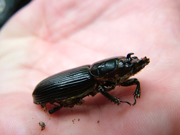 Bess Beetle | Project Noah