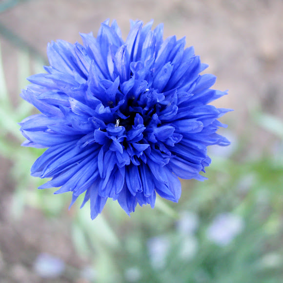 Cornflower | Project Noah