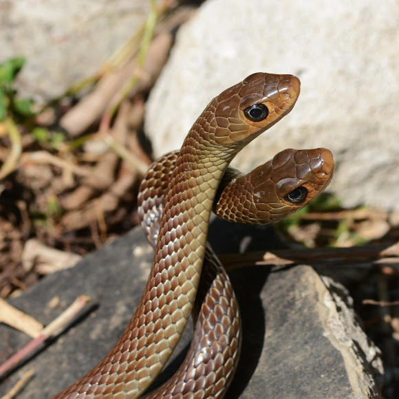 Mating Rat Snakes | Project Noah