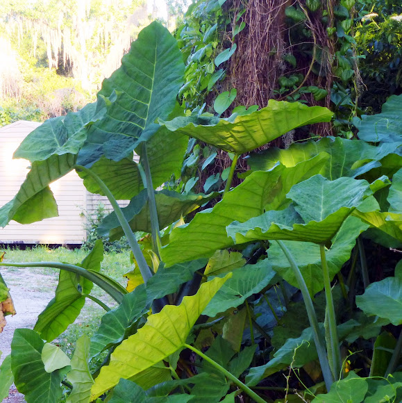 Wild Taro | Project Noah