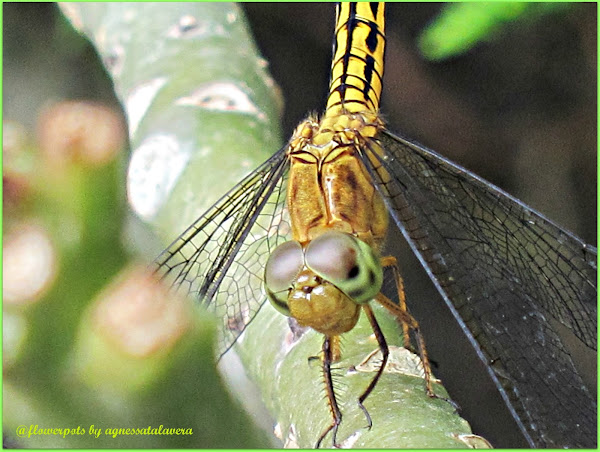 Neurothemis Dragonfly ♀ | Project Noah