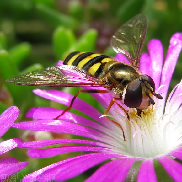 American Hover Fly - female | Project Noah