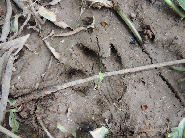 Capybara [Footprint of] | Project Noah