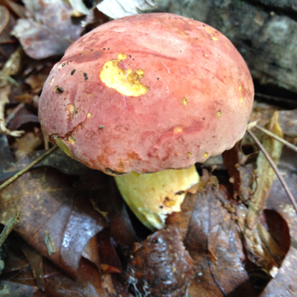 Boletus sensibilis | Project Noah