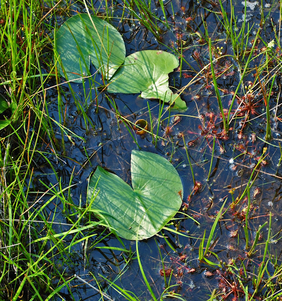 Spoon-Leaf Sundew | Project Noah