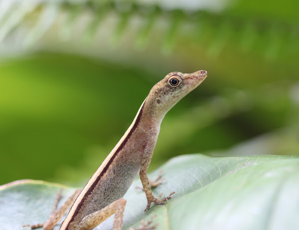 Crested Anole | Project Noah