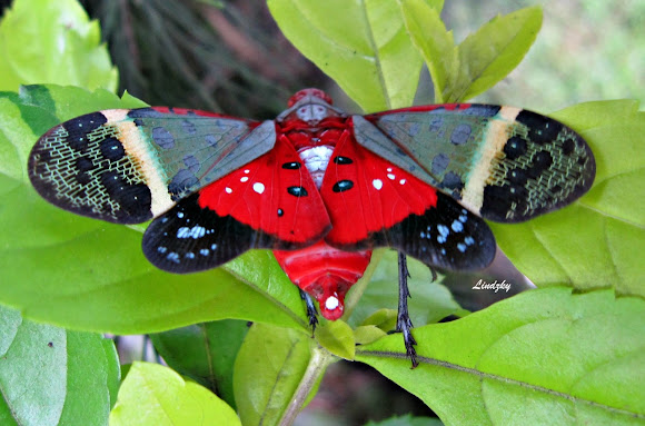 Lanternfly | Project Noah