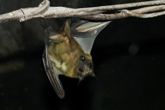 Straw-colored Fruit Bat | Project Noah