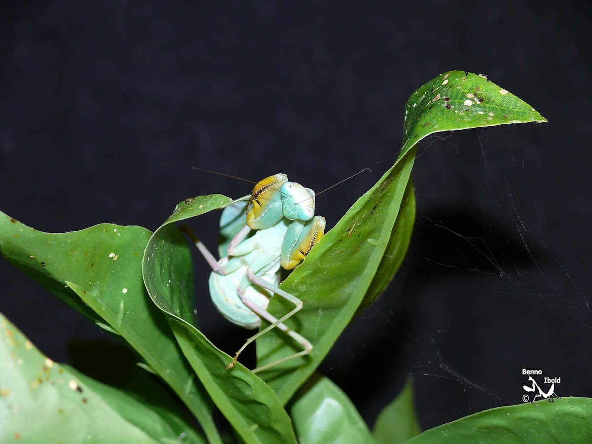 Common green mantis | Project Noah