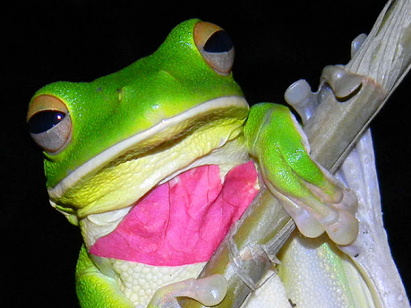 white-lipped tree frog | Project Noah