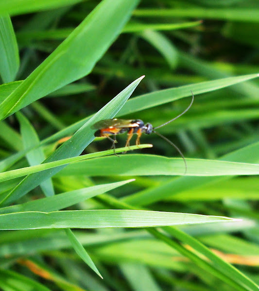 Scorpion Wasp | Project Noah