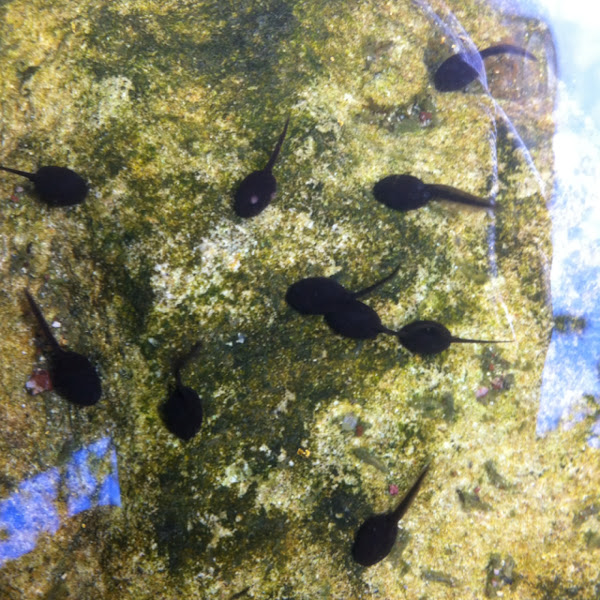 Tadpole | Project Noah
