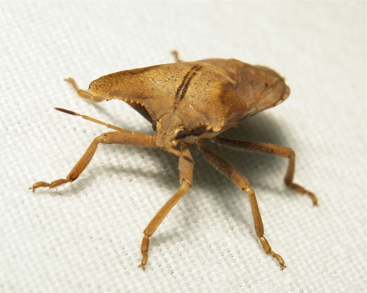 Golden Stink Bug | Project Noah