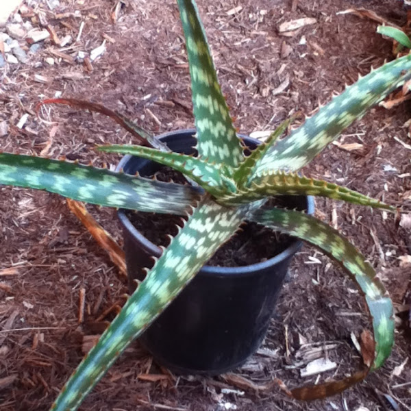 Aloe Vera | Project Noah