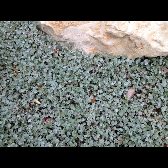 Silver ponyfoot | Project Noah