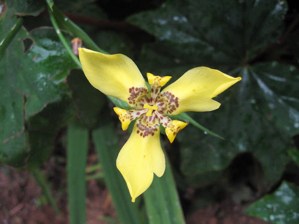 Yellow Walking Iris | Project Noah