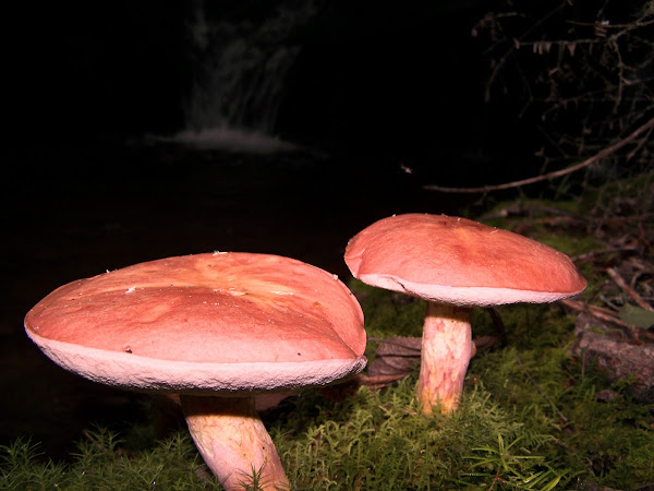 Black Velvet Bolete | Project Noah