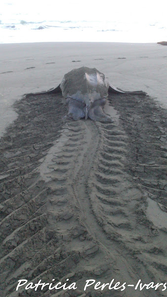 leatherback turtle, tortuga baula o laud | Project Noah