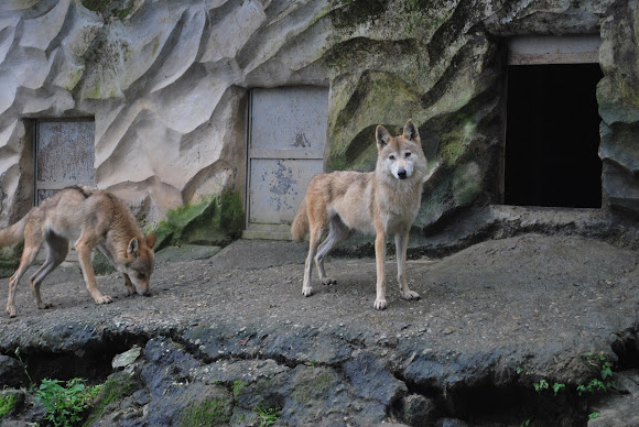 himalayan wolf | Project Noah