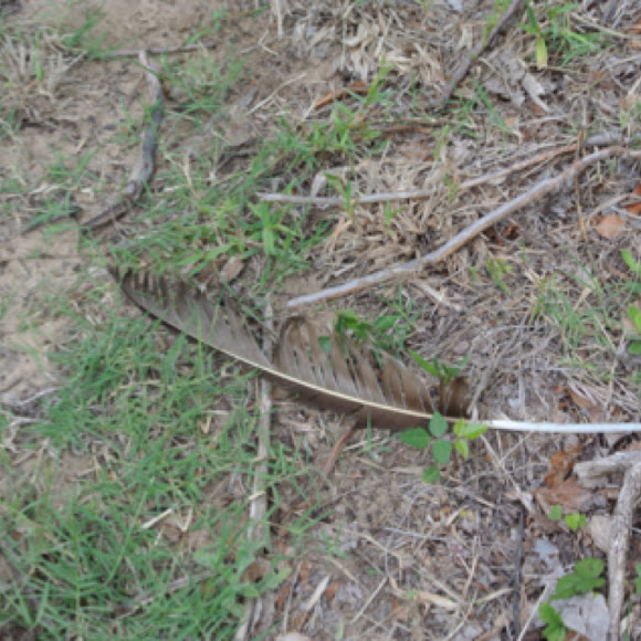 Turkey Vulture feather | Project Noah