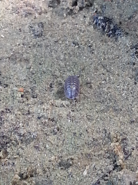 Roly Poly | Project Noah