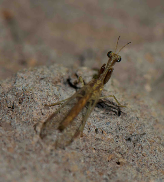 Mantidfly | Project Noah