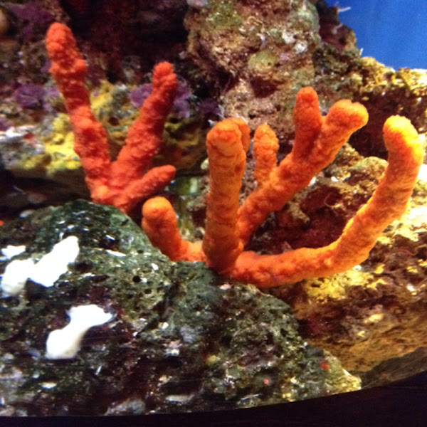 Red finger sponge | Project Noah