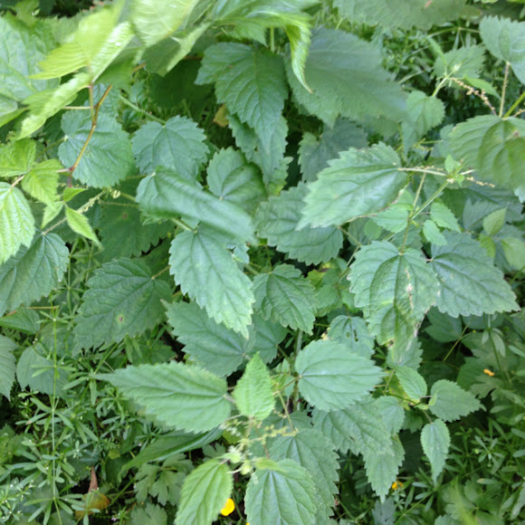 Stinging nettle | Project Noah